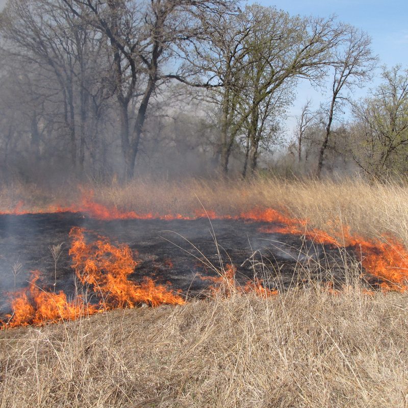 Prairie Fire in the Arboretum – Cowling Arboretum – Carleton College