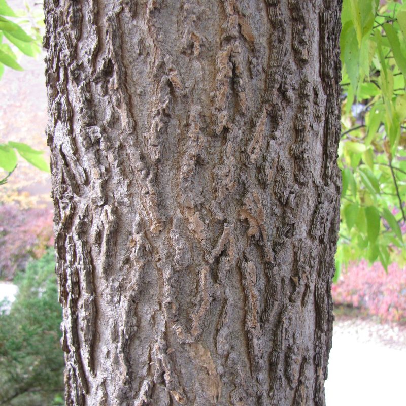 Identifying the Hackberry – Cowling Arboretum – Carleton College