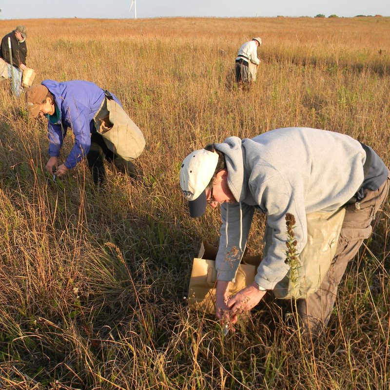 Scurrying Seed Scavengers – Cowling Arboretum – Carleton College