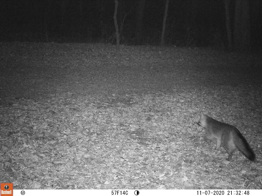 Tree Climbing in Gray Foxes – Cowling Arboretum – Carleton College
