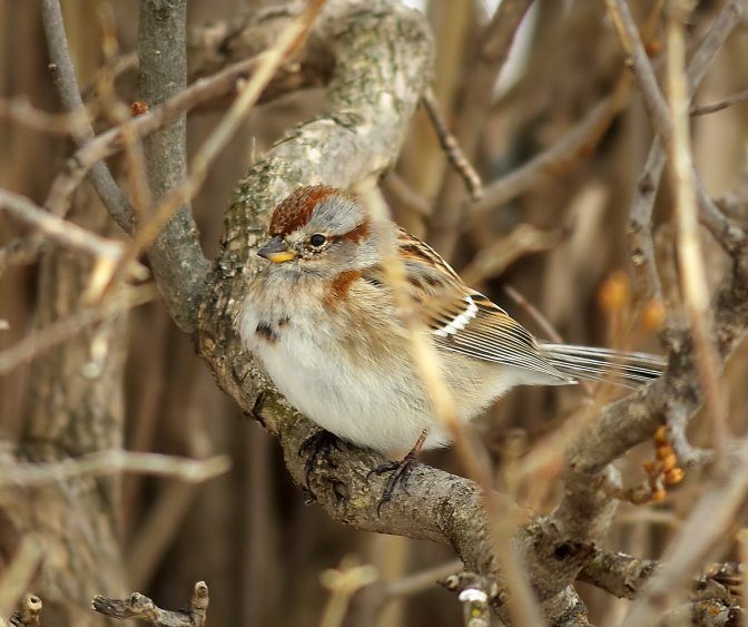 The American Tree Sparrow – Cowling Arboretum – Carleton College
