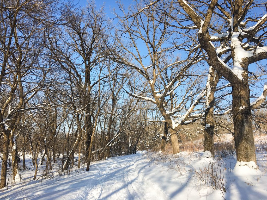 Lots to do in the Snowy Arb – Cowling Arboretum – Carleton College