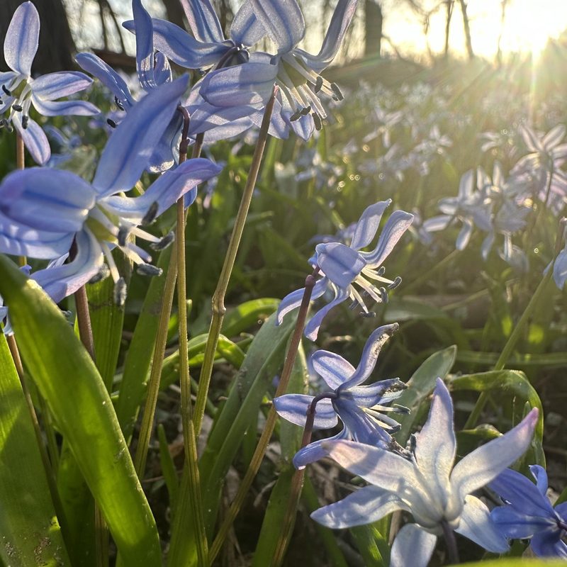 A Beautiful Invader – Cowling Arboretum – Carleton College