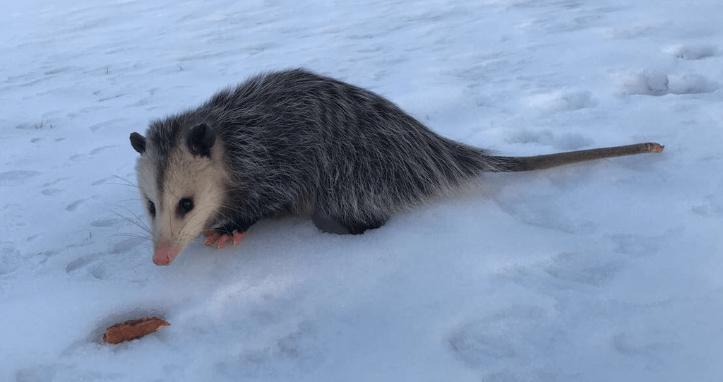 Minnesota’s New Marsupial: the Opossum – Cowling Arboretum – Carleton ...