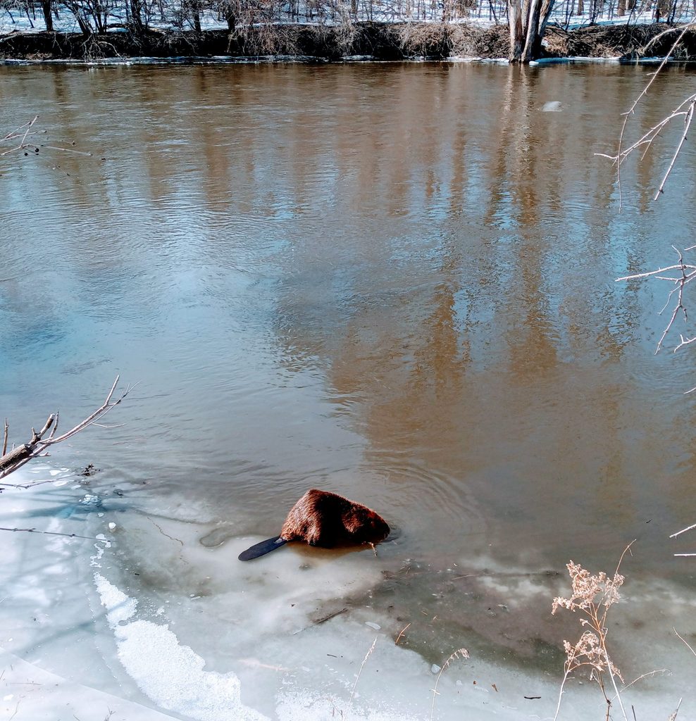 Are the Beavers Still Here? – Cowling Arboretum – Carleton College