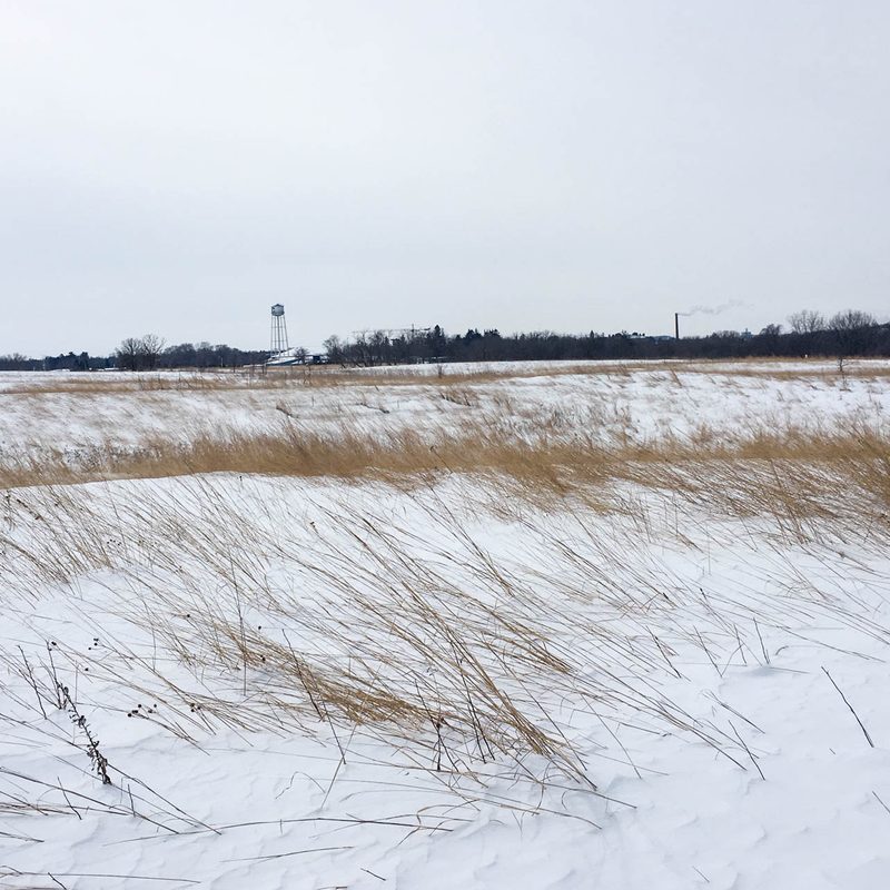 Life in the Subnivean – Cowling Arboretum – Carleton College