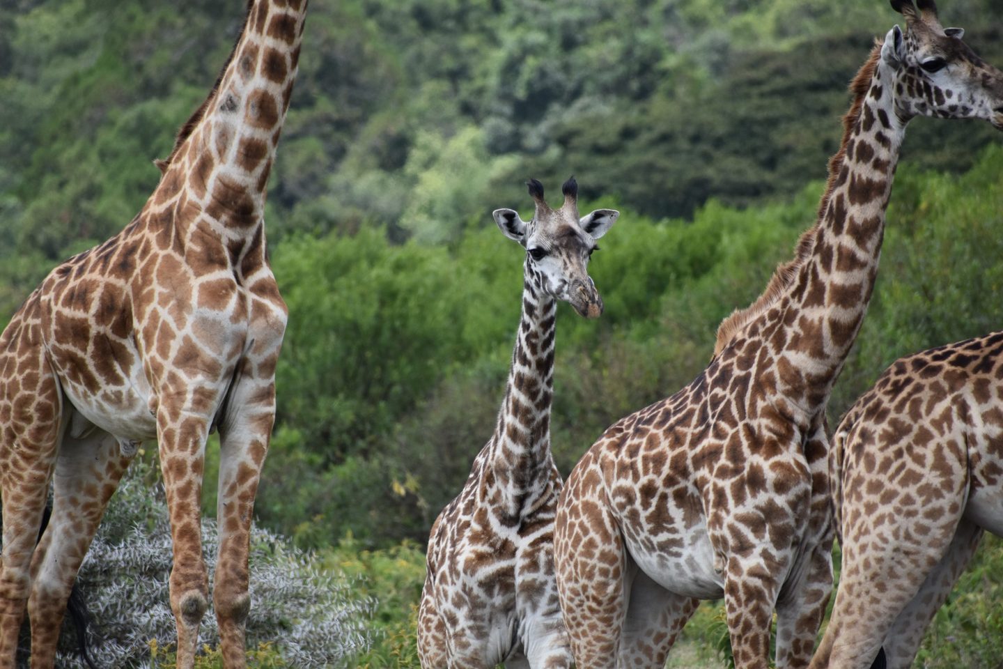 Off-Campus Studies – Carleton College