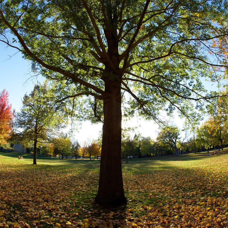 Campus Scenery – Campus Photos – Carleton College