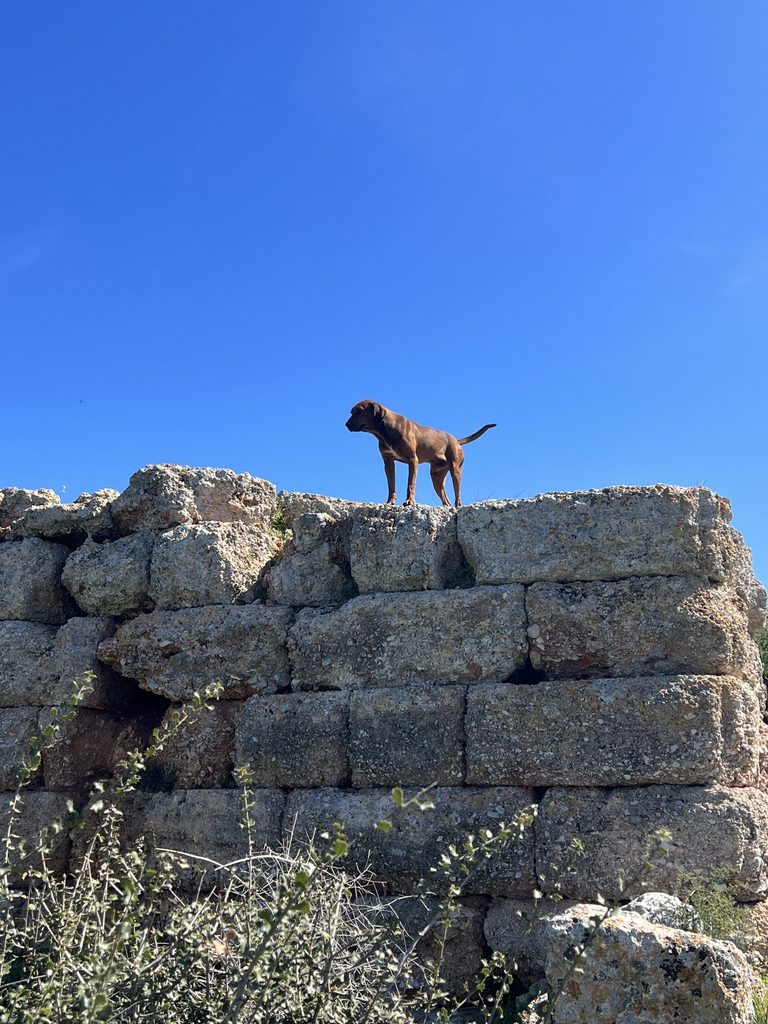 Week 1 – John Carragher – Greece at a Crossroads: History, Landscape ...
