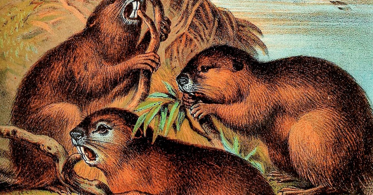 Bald Spot: News from Around & Beyond Campus – Voice – Carleton College